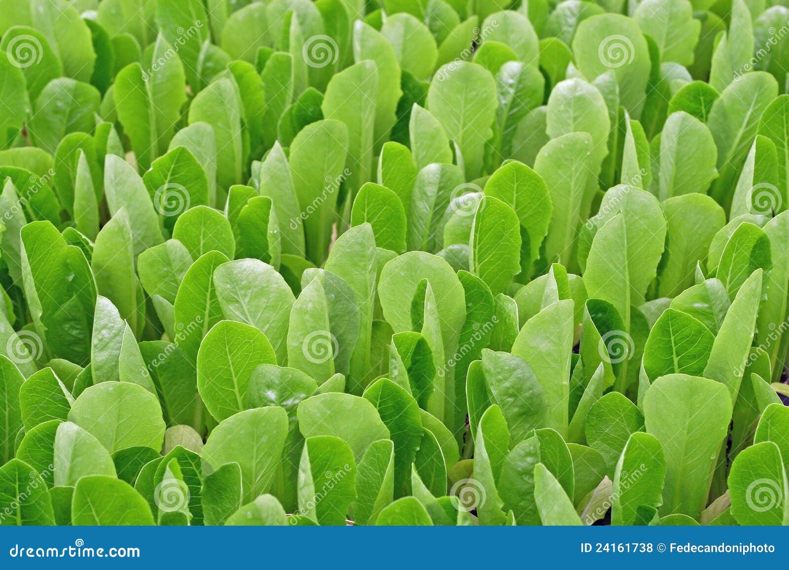 Tender Leaves of Lettuce Ready To Harvest Stock Photo - Image of leaf ...