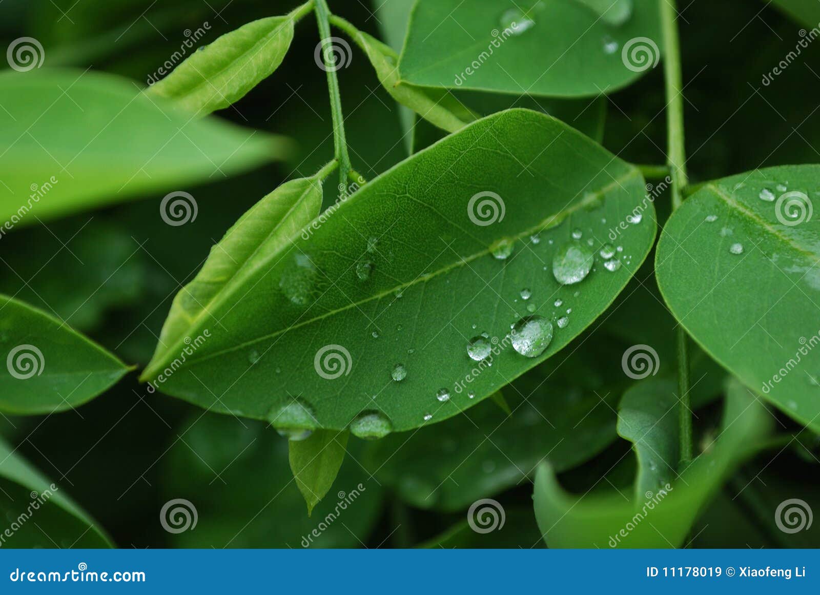 Tender Leaves with Raindrops Stock Image - Image of green, water: 11178019