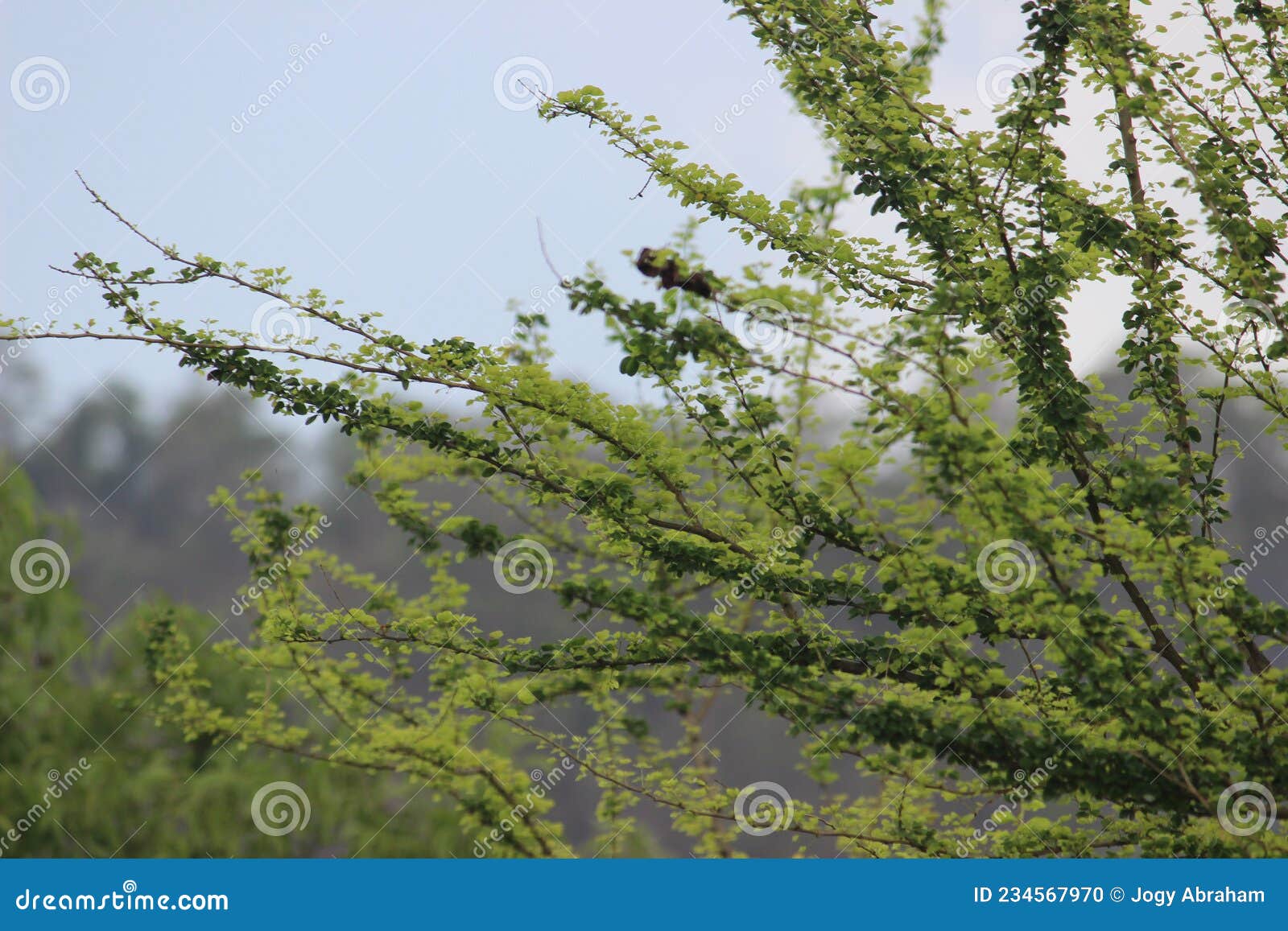 Tender Leaves Sprouting after the Monsoon Stock Photo - Image of seeded ...
