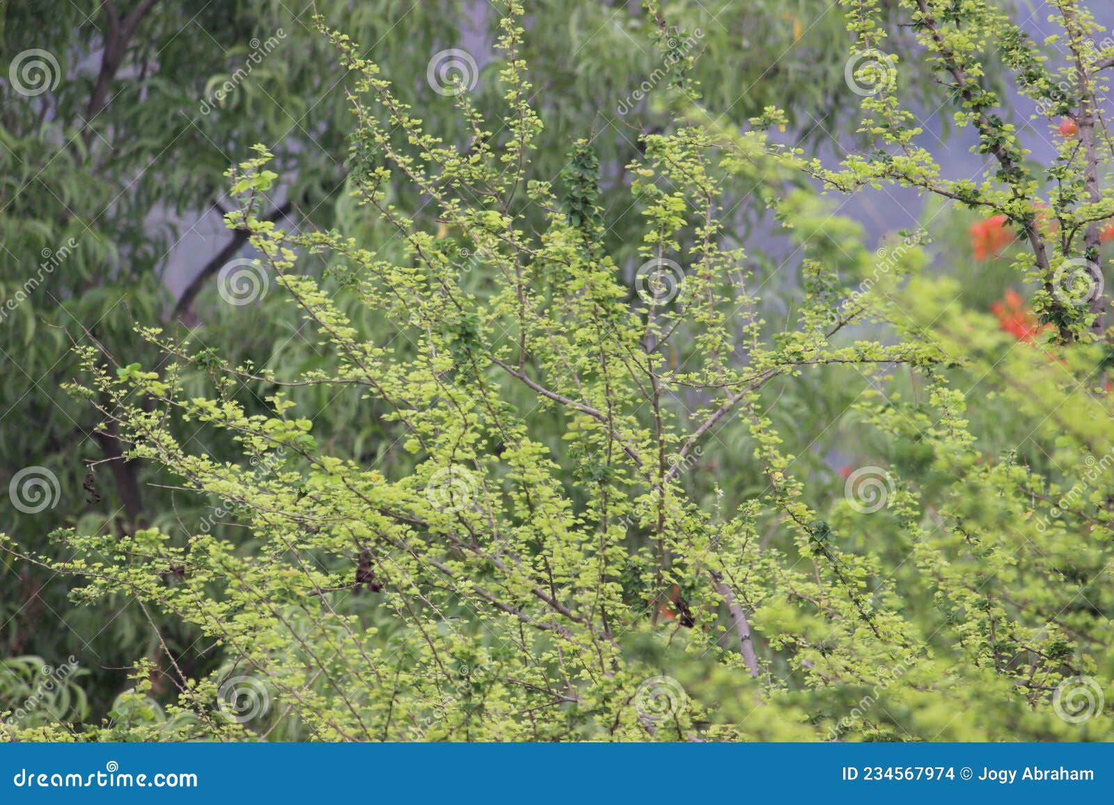 Tender Leaves Sprouting after the Monsoon Stock Photo - Image of plant ...