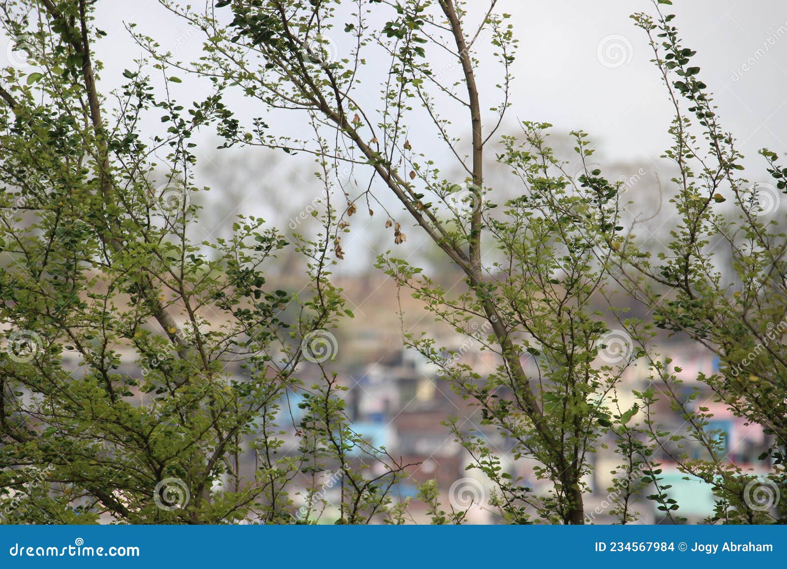 Tender Leaves Sprouting after the Monsoon Stock Photo - Image of ...