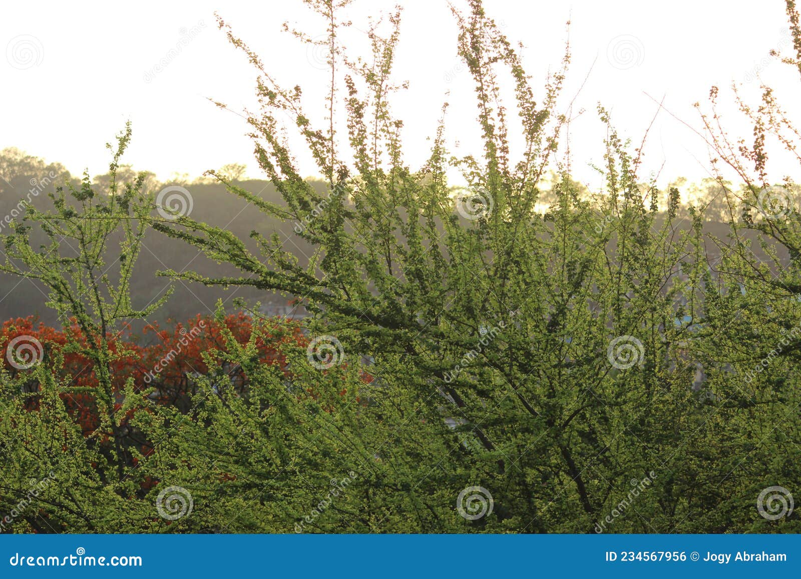 Tender Leaves Sprouting after the Monsoon on the Tree Branches Stock ...
