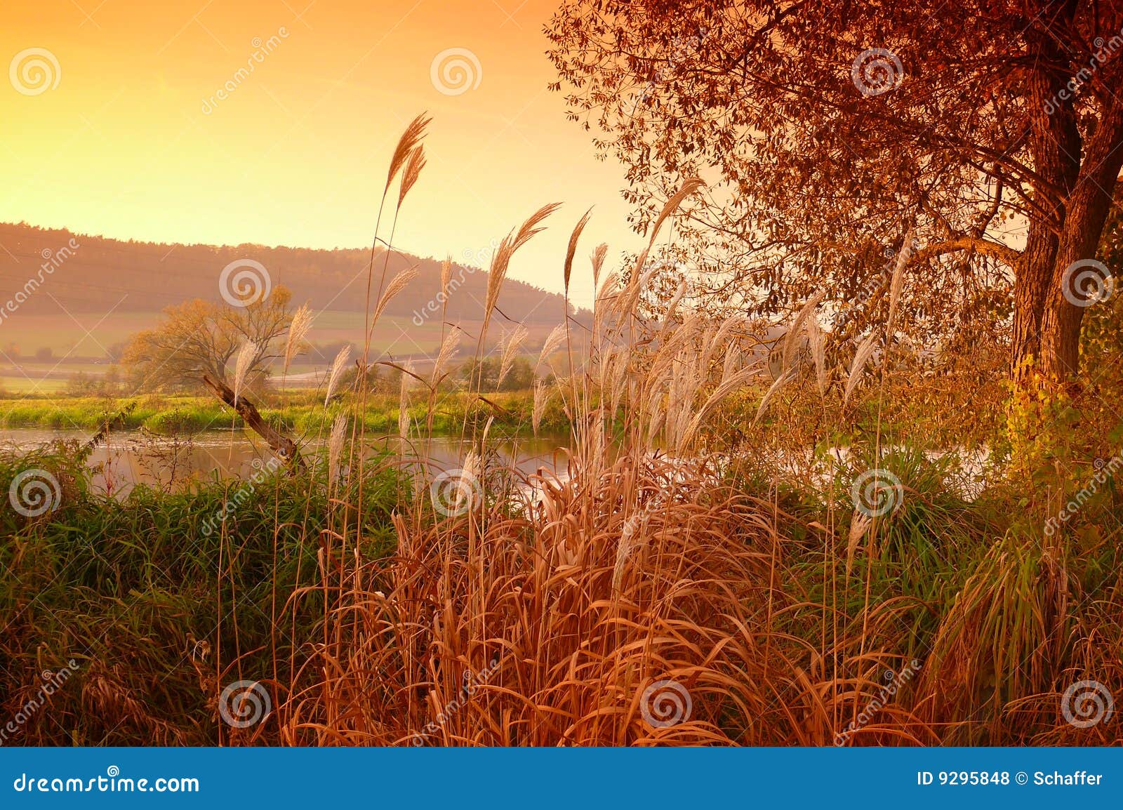 Tender light stock photo. Image of light, relaxation, colour - 9295848
