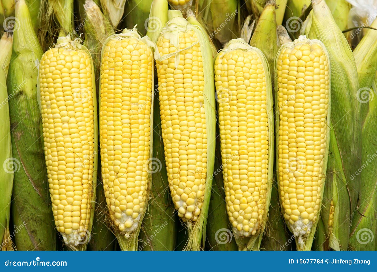 Tender maize cob stock photo. Image of corn, tender, seeds - 15677784