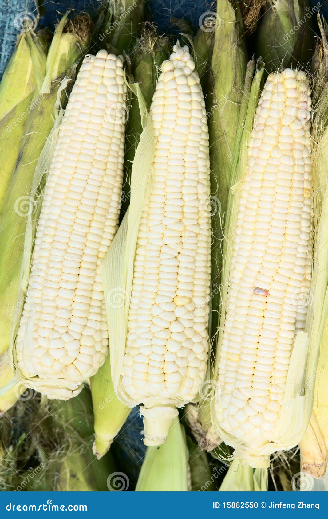 Tender maize cob stock photo. Image of detail, eating - 15882550