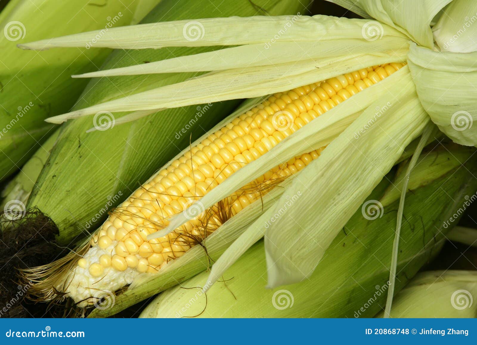 Tender maize cob stock photo. Image of nature, foodstuff - 20868748