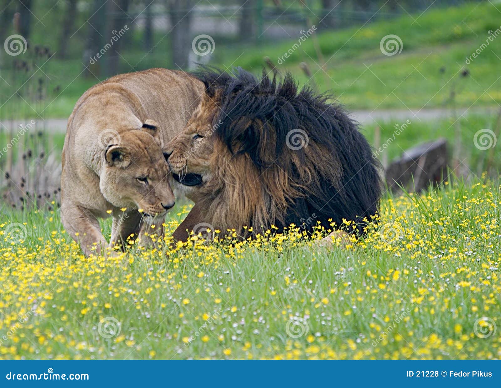 Tender Moment stock photo. Image of wildlife, africa, love - 21228