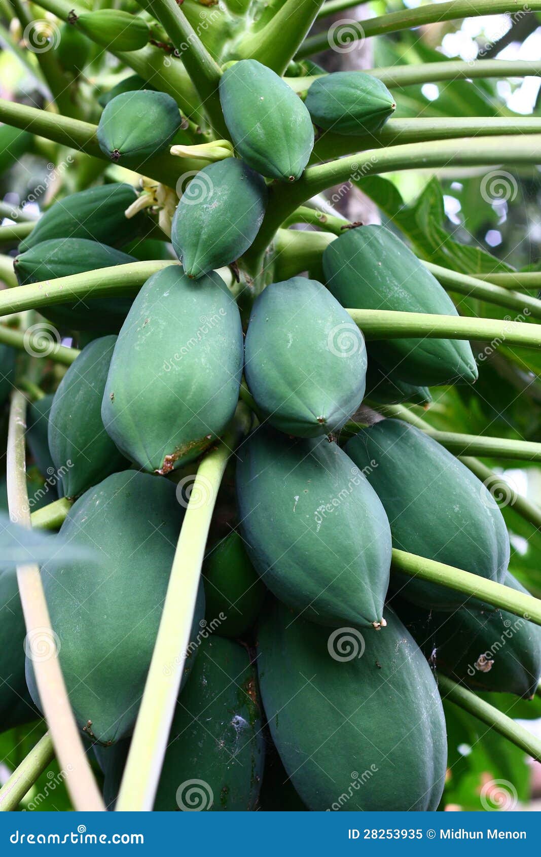 Tender Papaya Fruits on Tree Stock Image - Image of medicinal, natural ...
