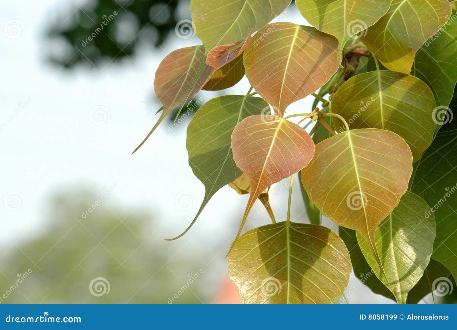 Tender pink leaves stock image. Image of nature, buddha - 8058199