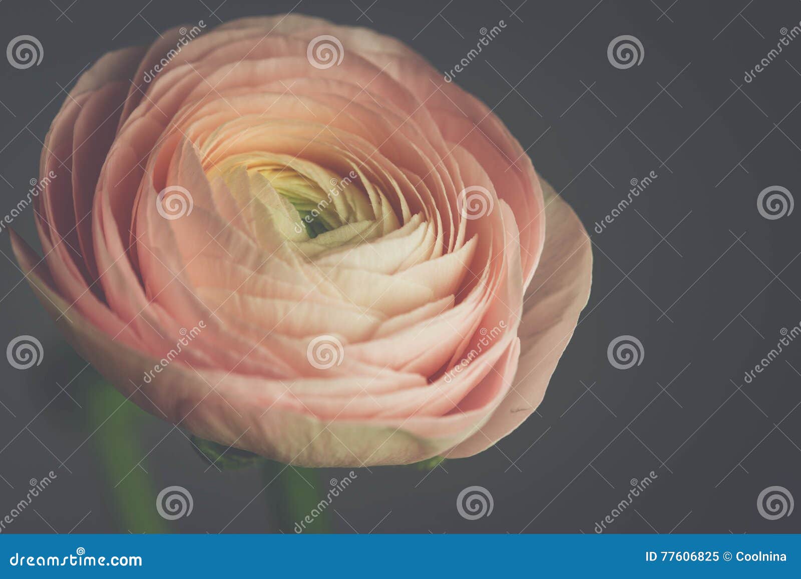 Tender Pink Ranunculus Flower Stock Image - Image of cover, pastel ...