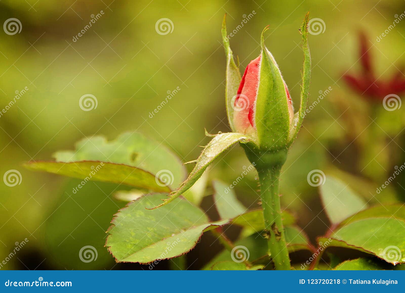 Rosebud stock photo. Image of fragility, elegance, harmony - 123720218