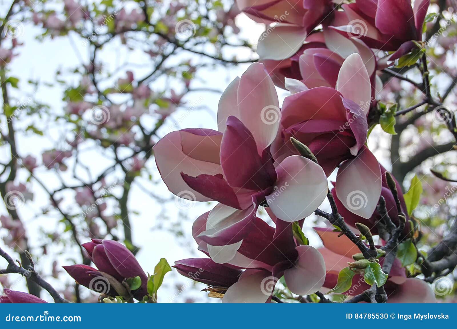 Tender Pink White Magnolia Buds Stock Photo - Image of pink, magnolia ...