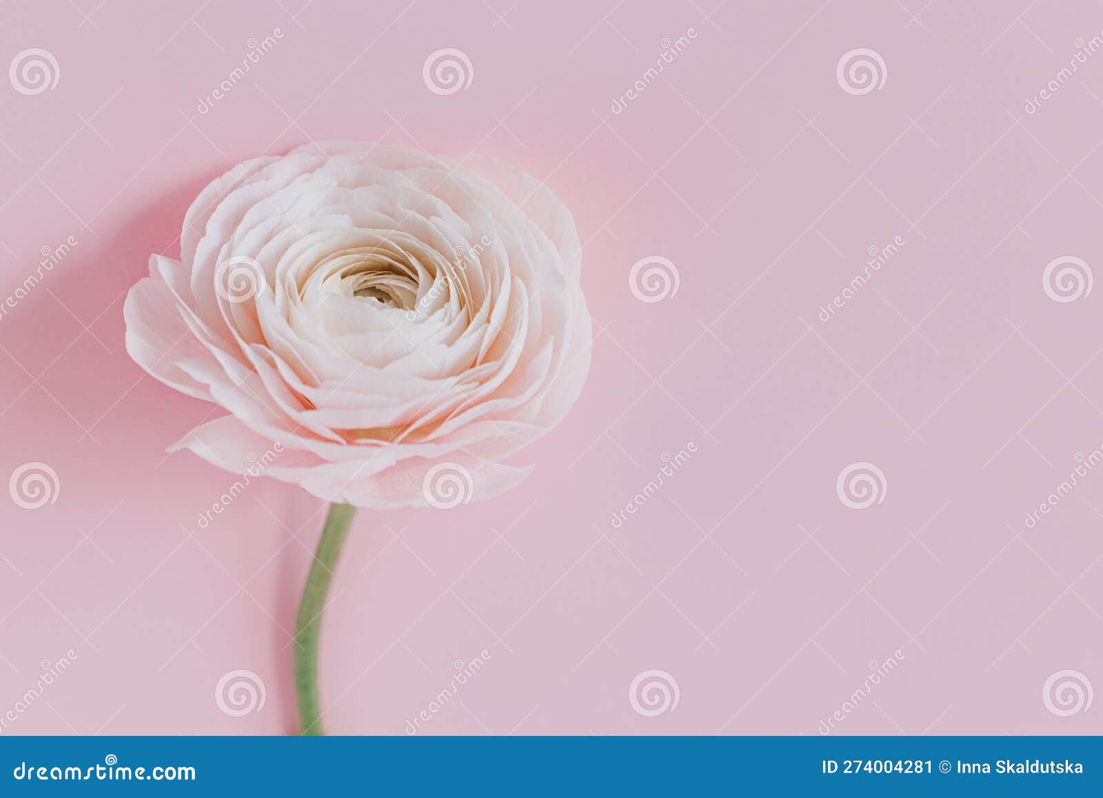 Tender Ranunculus Flower on a Pink Pastel Background Stock Image ...