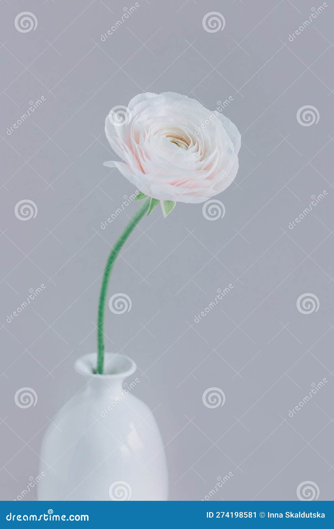 Tender Ranunculus Flower in a White Vase on a Grey Background Stock ...
