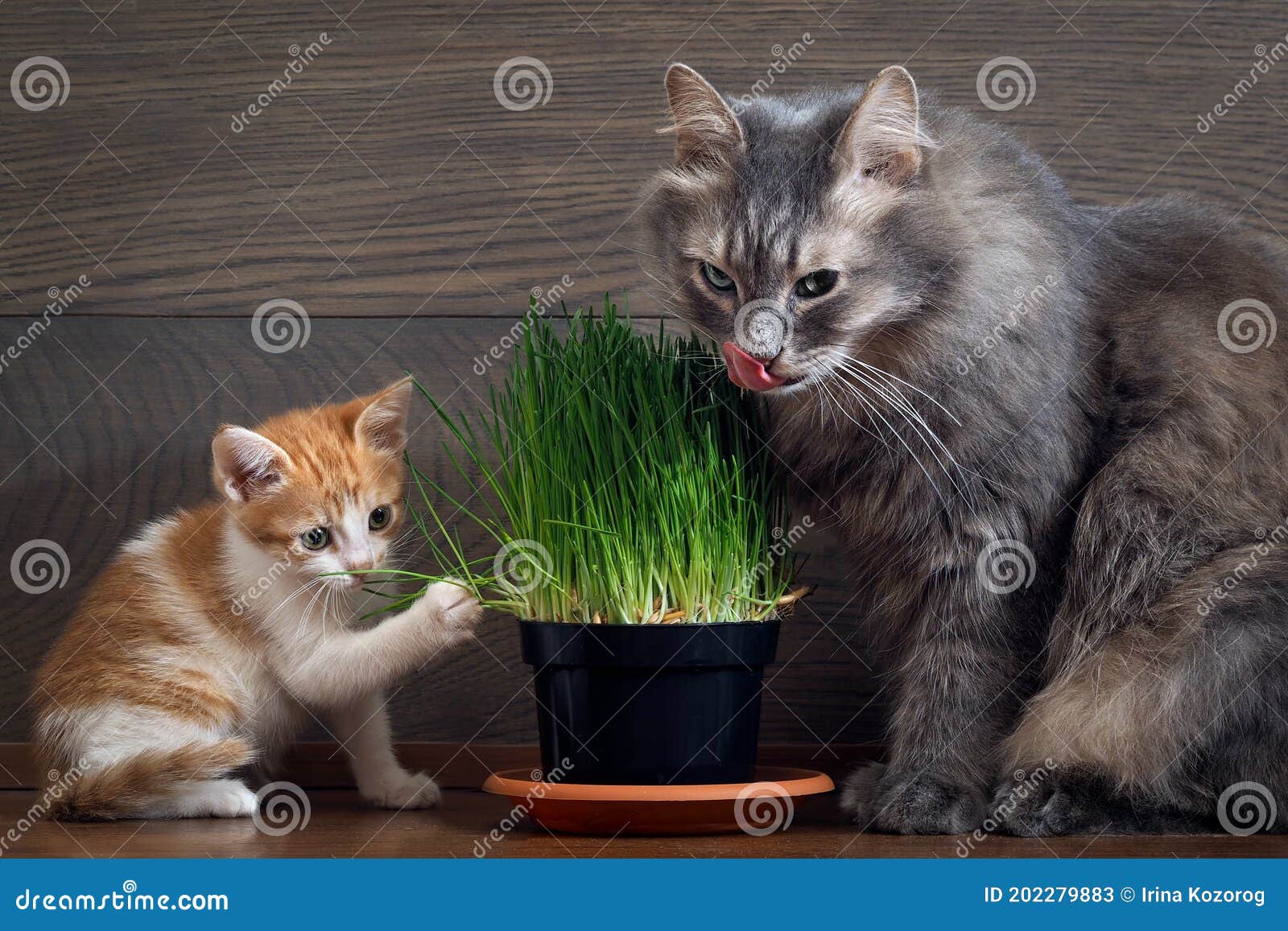 1,414 Tender Cats Stock Photos - Free & Royalty-Free Stock Photos from ...