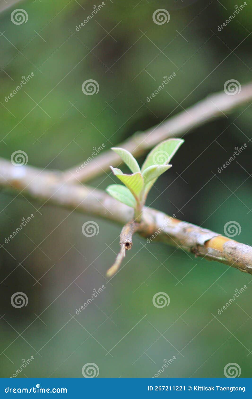 Tender Shoots or Branches of the Guava Plant Stock Image - Image of ...
