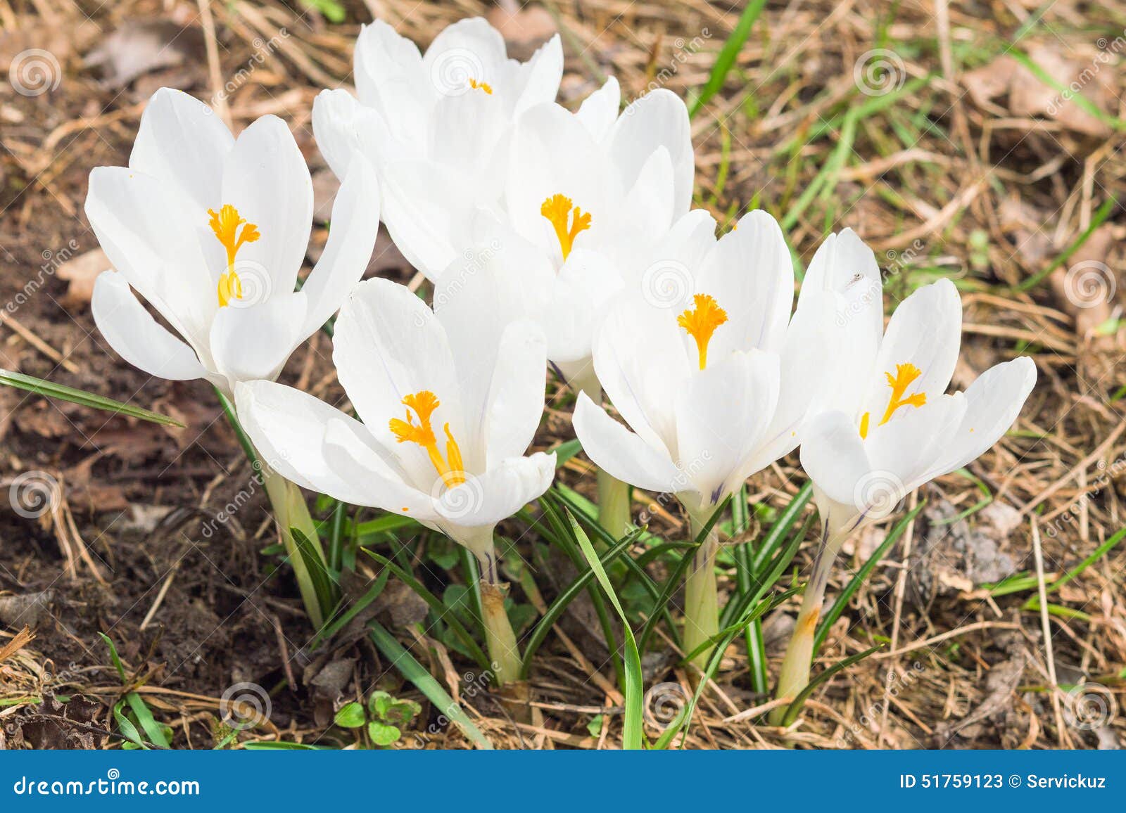 Tender Spring Blooming White Crocus Flowers Stock Image - Image of ...