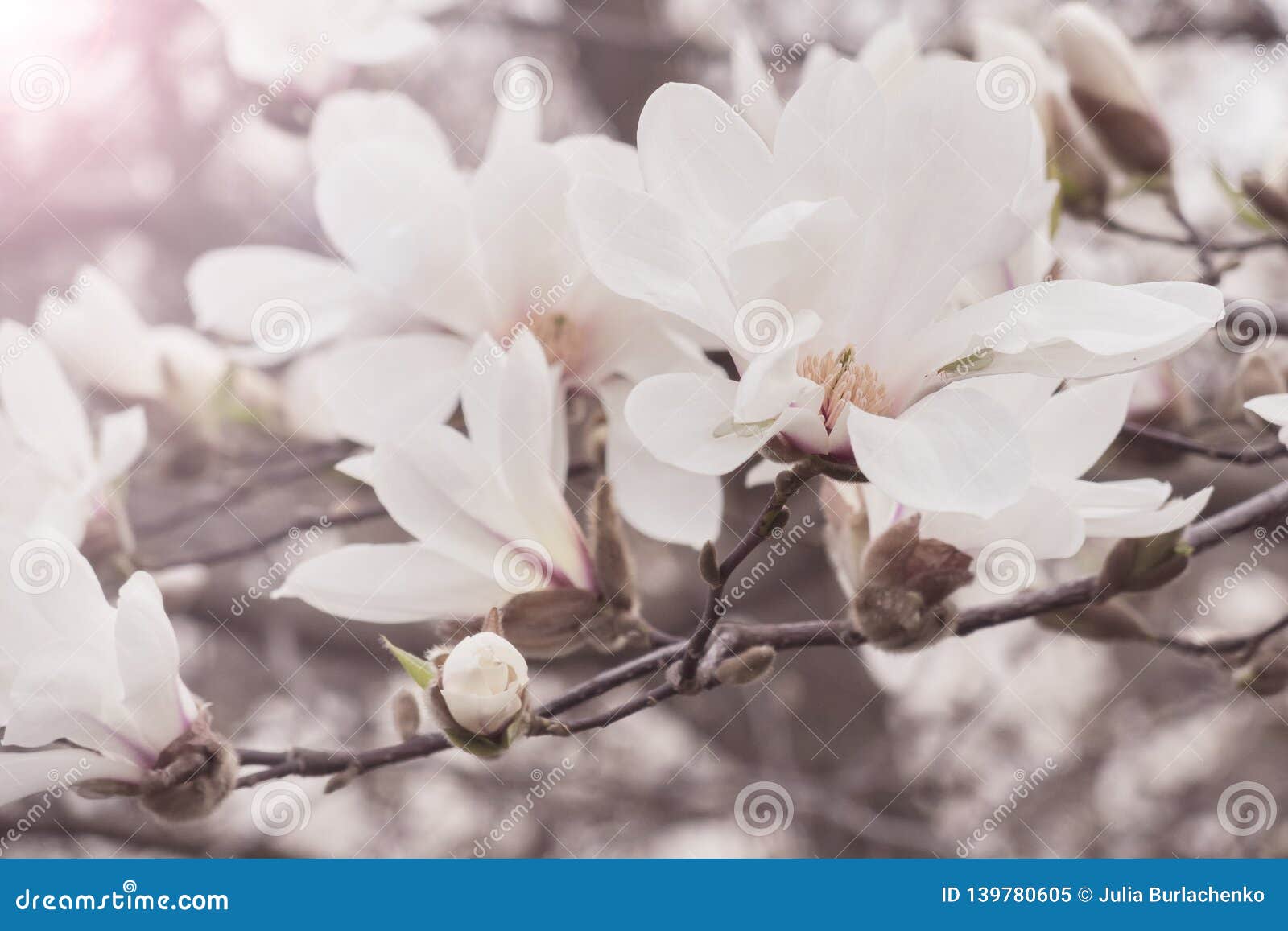 Tender Spring Flowers in High Key Stock Image - Image of romantic ...