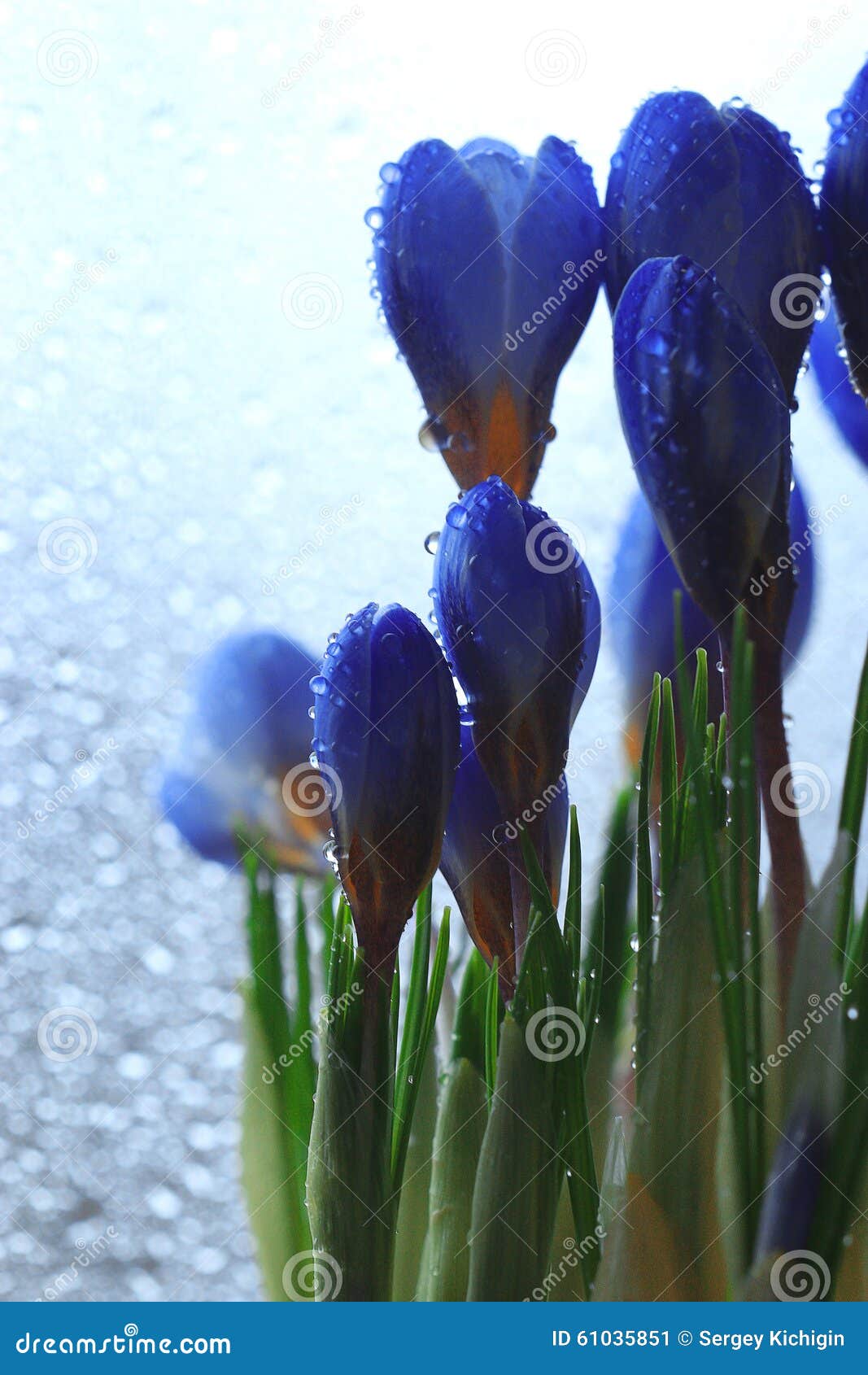 Tender spring flowers stock image. Image of nature, alpine - 61035851