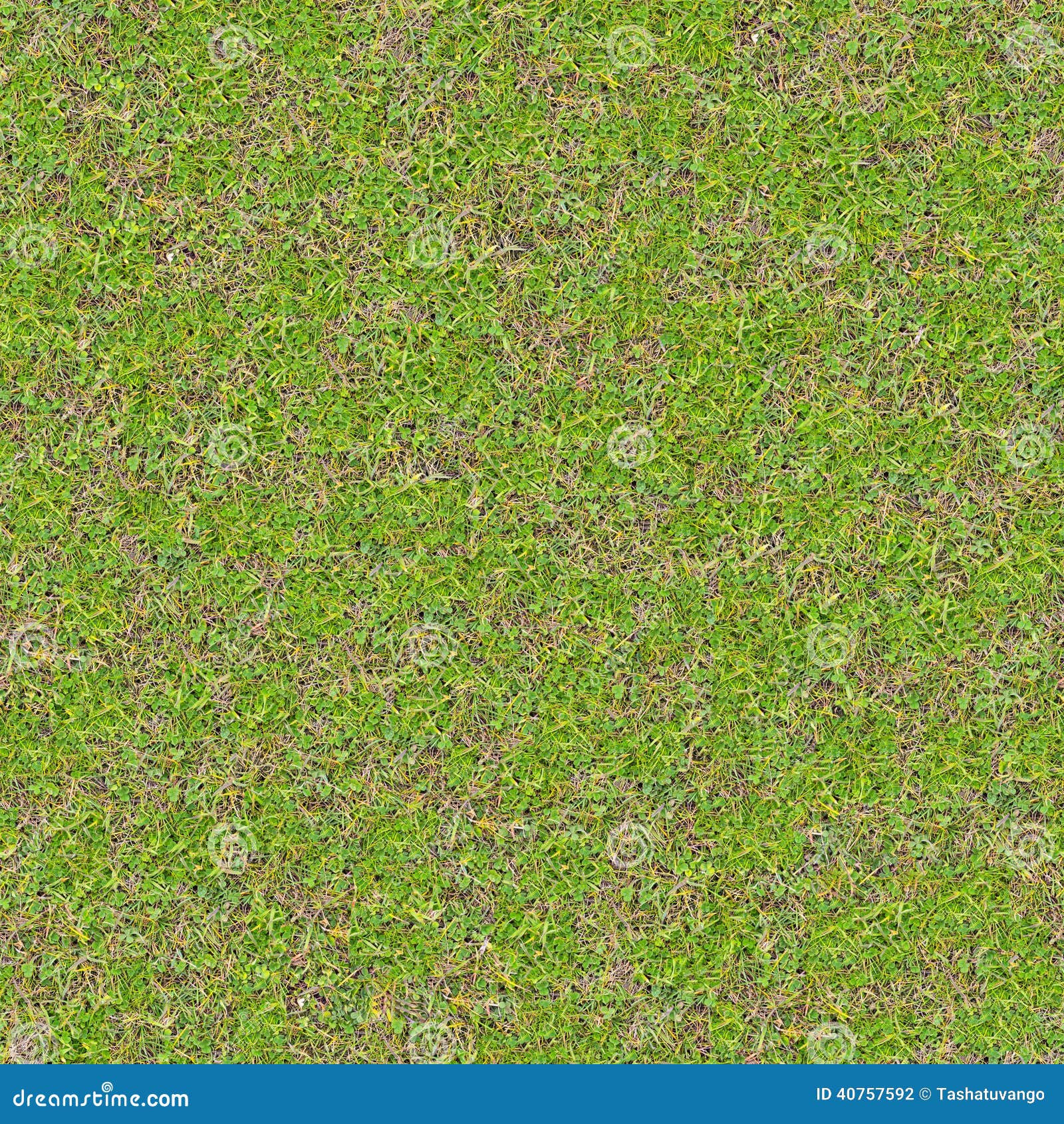 Tender Spring Grass. Seamless TileableTexture. Stock Photo - Image of ...