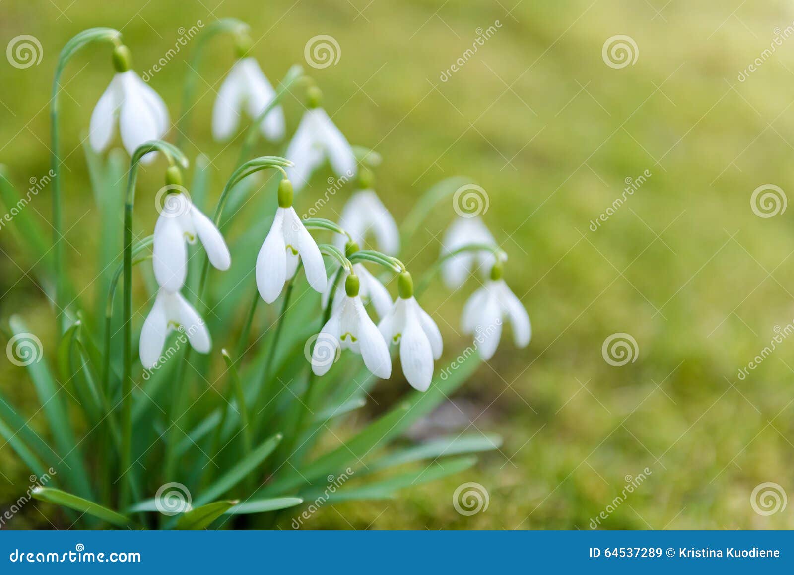 Tender spring snowdrops stock image. Image of galanthus - 64537289