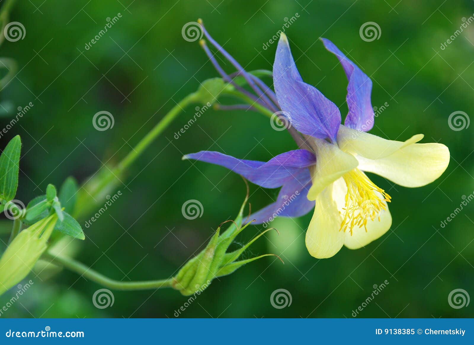 Tender summer flower stock image. Image of sunlight, wild - 9138385