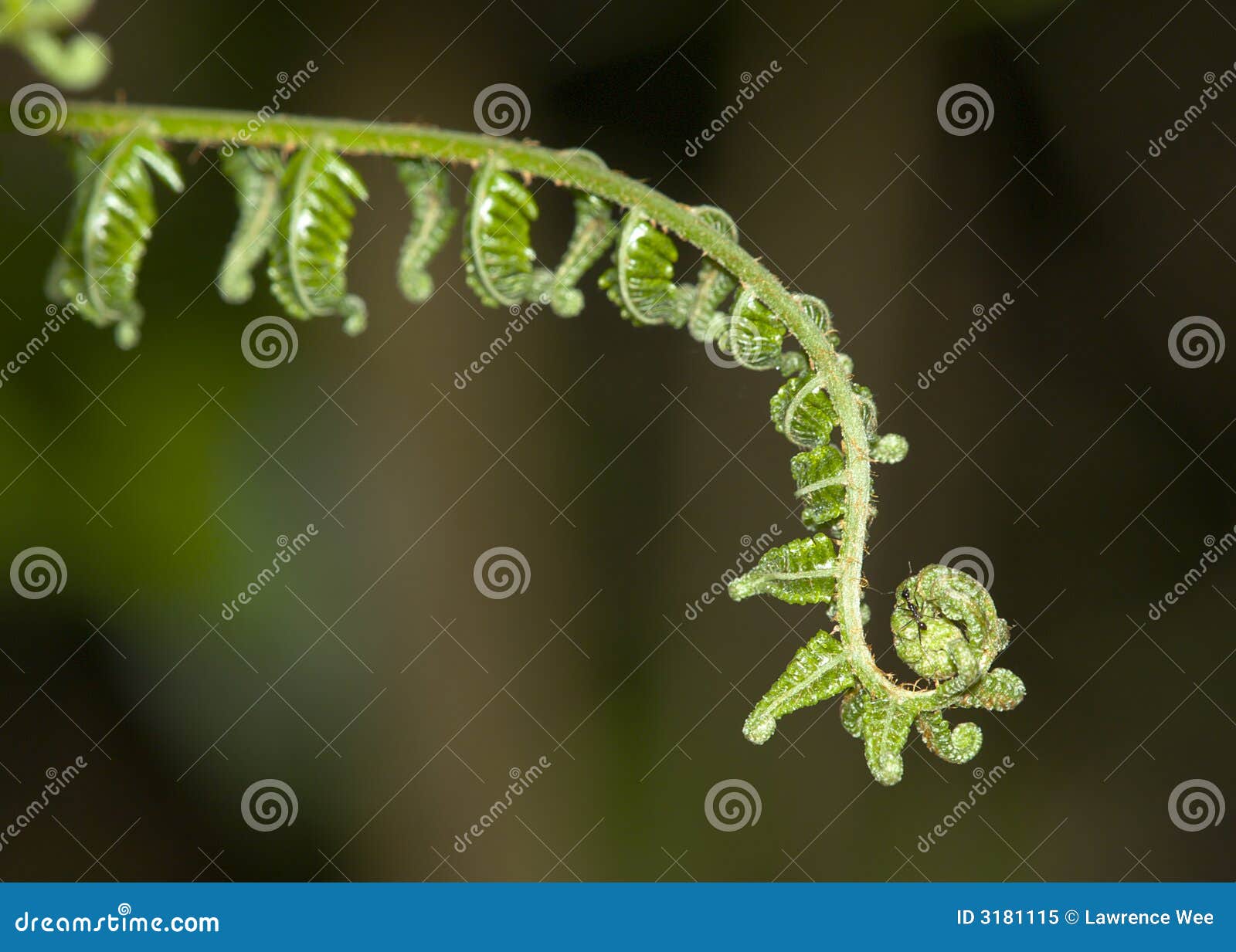 Tender Young Fern stock image. Image of curls, frame, fern - 3181115