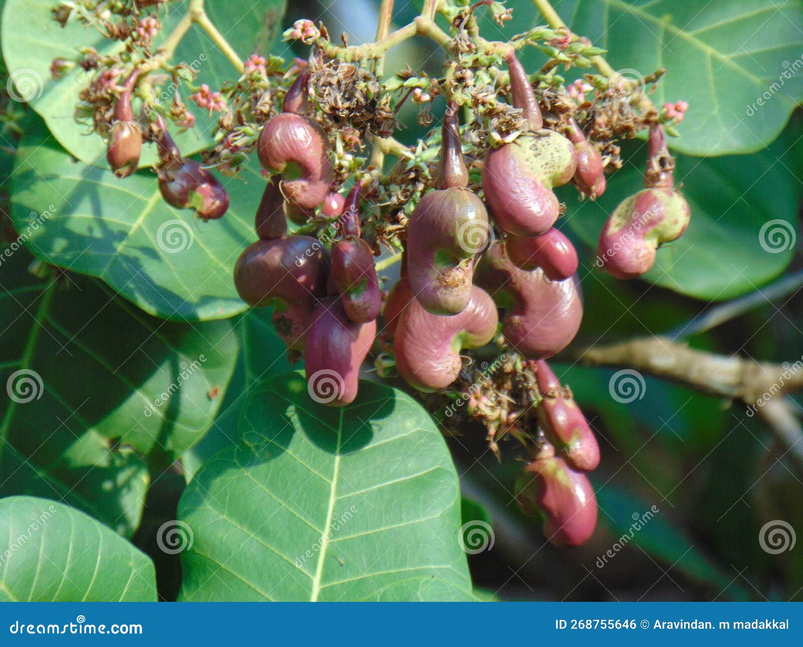 Tender Cashew Nut Healthy Medicines Stock Photo - Image of garden ...