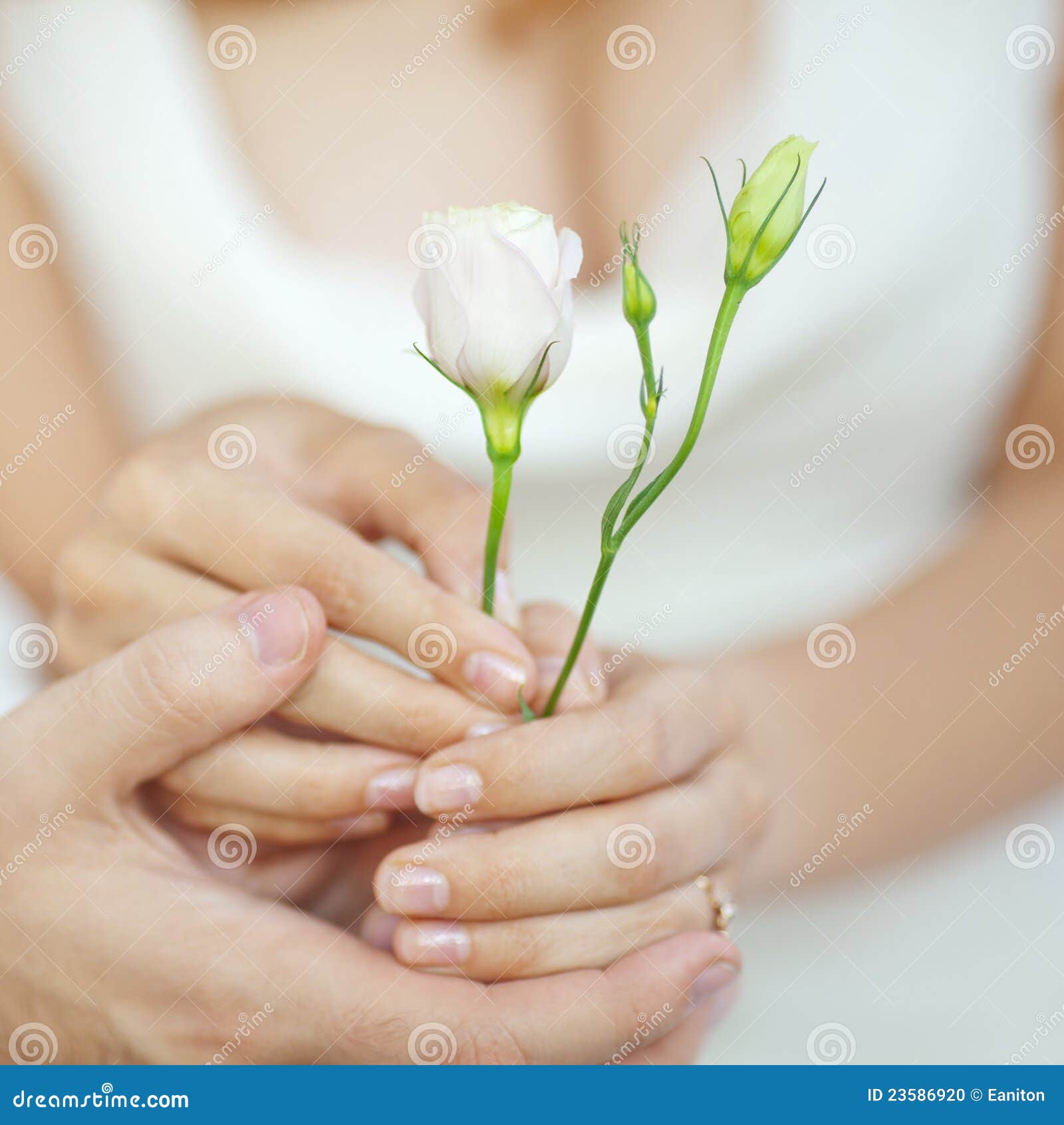 Tenderness stock photo. Image of green, love, beautiful - 23586920