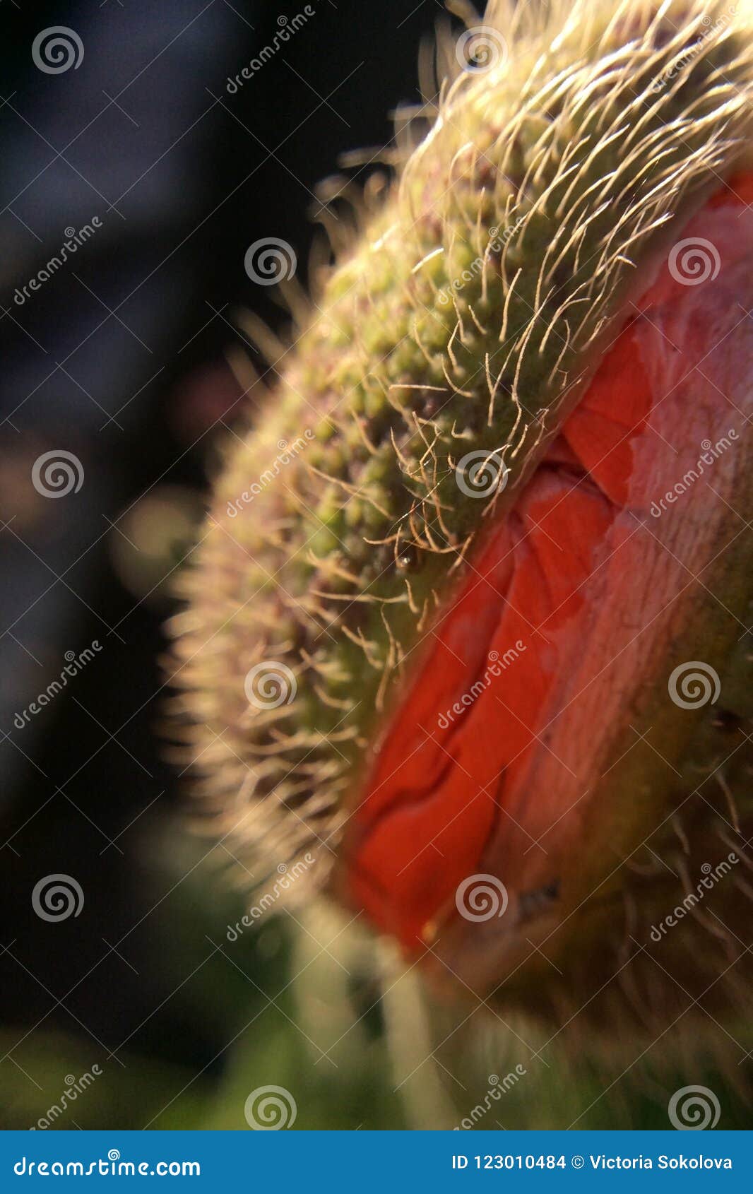 Small poppy stock photo. Image of small, poppy, flowers - 123010484