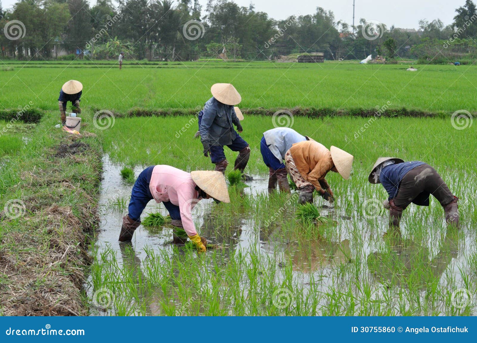 Tending Rice Plants editorial image. Image of work, rice - 30755860