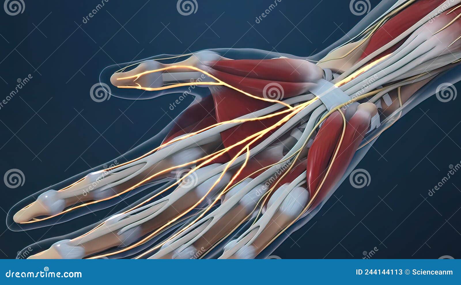 Tendon Et Nerf Dans La Main Illustration Stock - Illustration du crampe ...