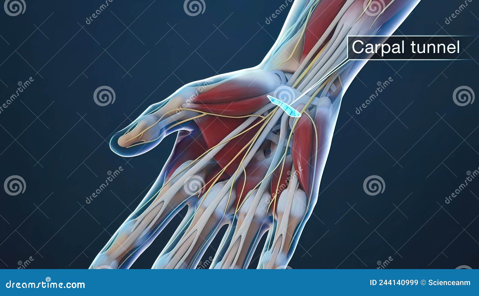 Tendon and Nerve in the Hand Stock Illustration - Illustration of ...