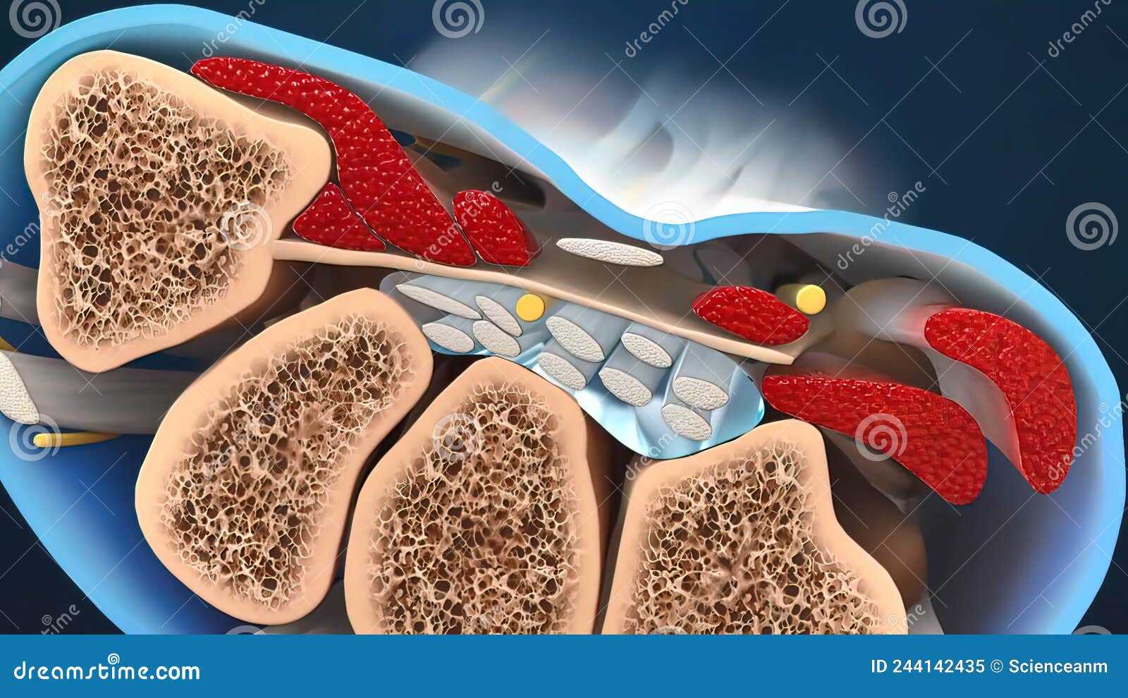 Tendon and Nerve in the Hand Stock Illustration - Illustration of ...