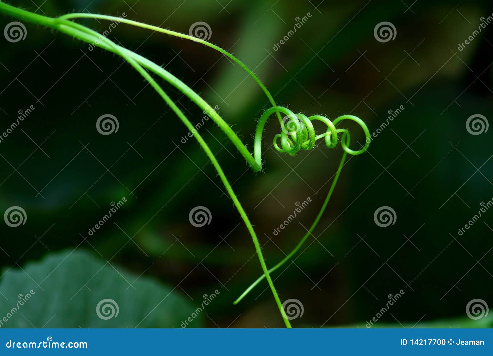 Tendril stock photo. Image of stem, green, black, chinese - 14217700