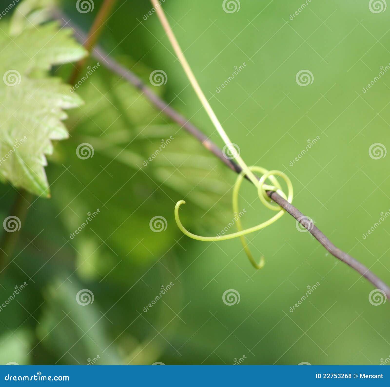 Tendril stock photo. Image of natural, beauty, agriculture - 22753268