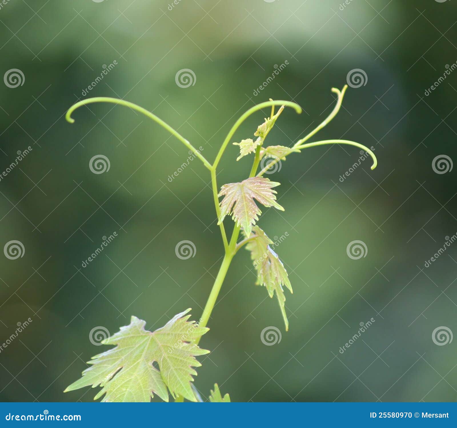 Tendril stock photo. Image of fruit, detail, gardening - 25580970