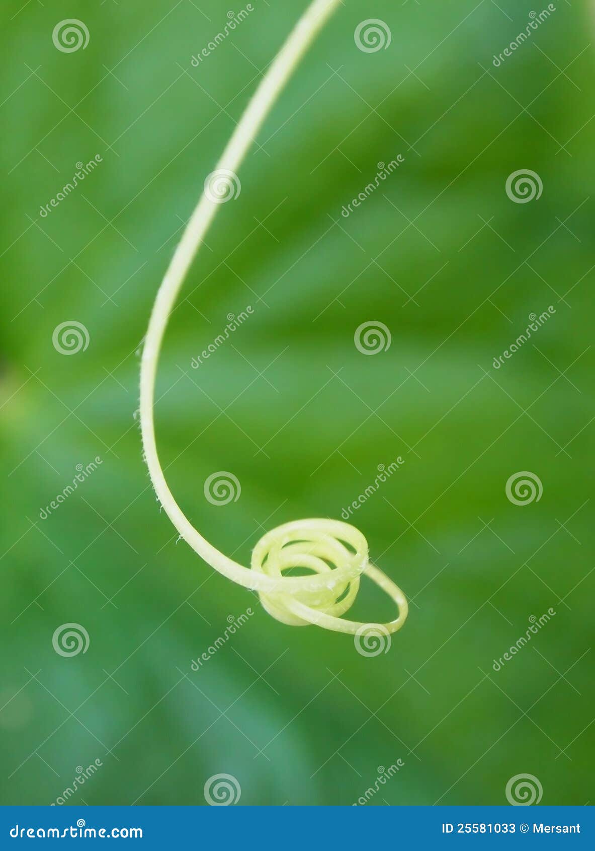 Tendril stock image. Image of fine, gardening, beauty - 25581033