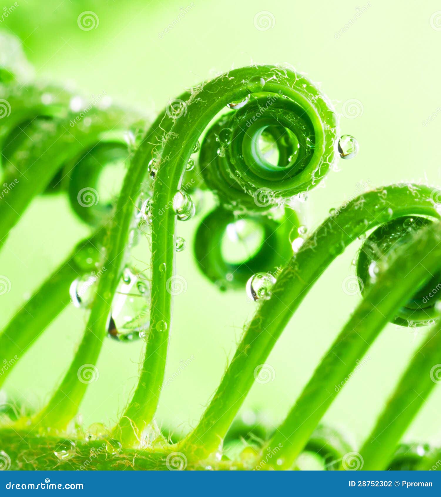 Tendril stock photo. Image of perfection, grow, drop - 28752302