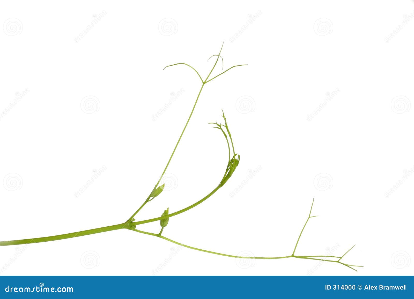 Tendril stock photo. Image of foliage, garden, climber - 314000