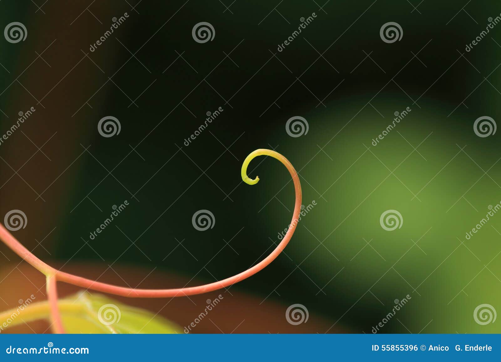 Tendril - background stock photo. Image of growth, macro - 55855396