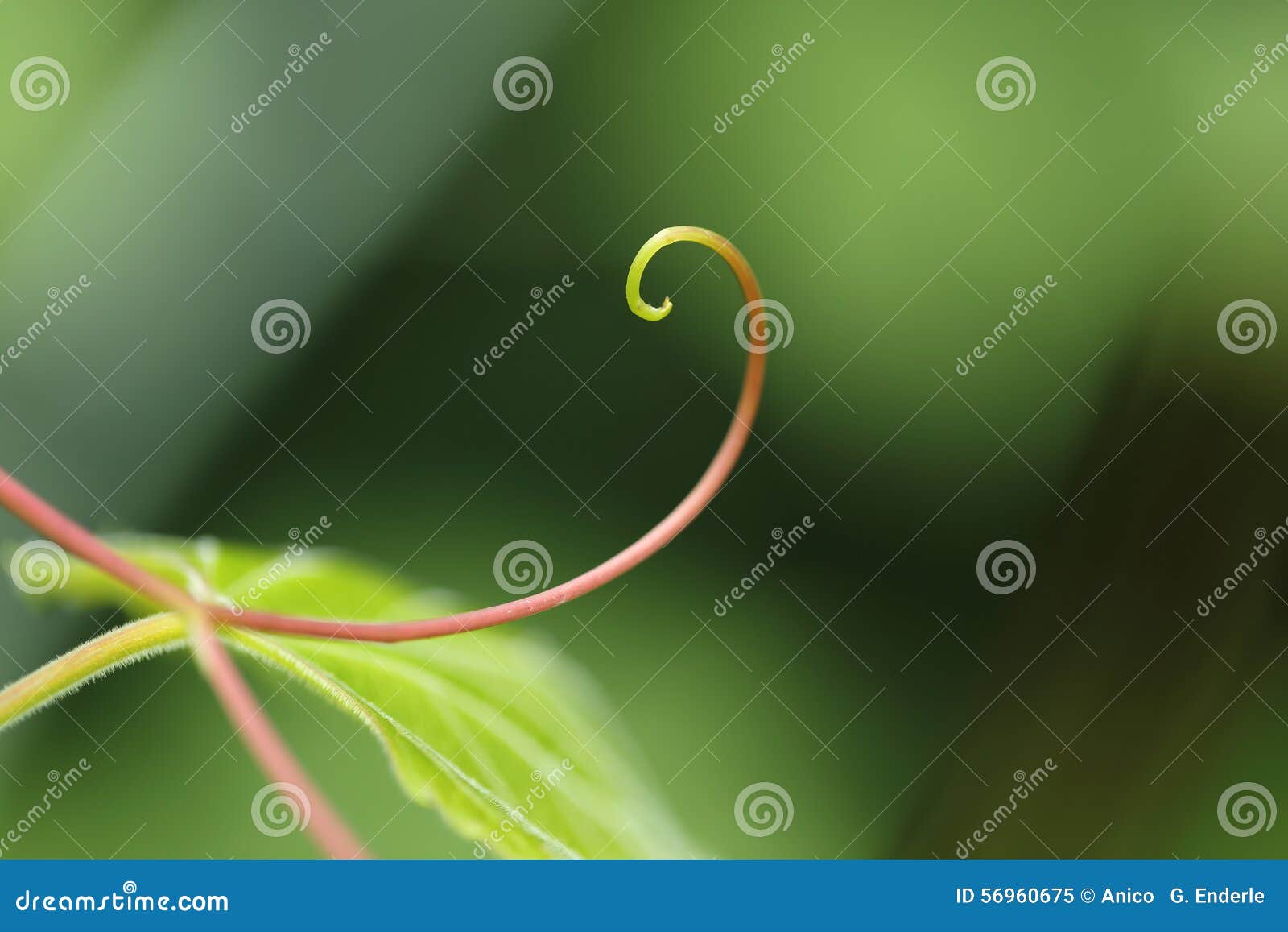 Tendril - background stock image. Image of grapevine - 56960675