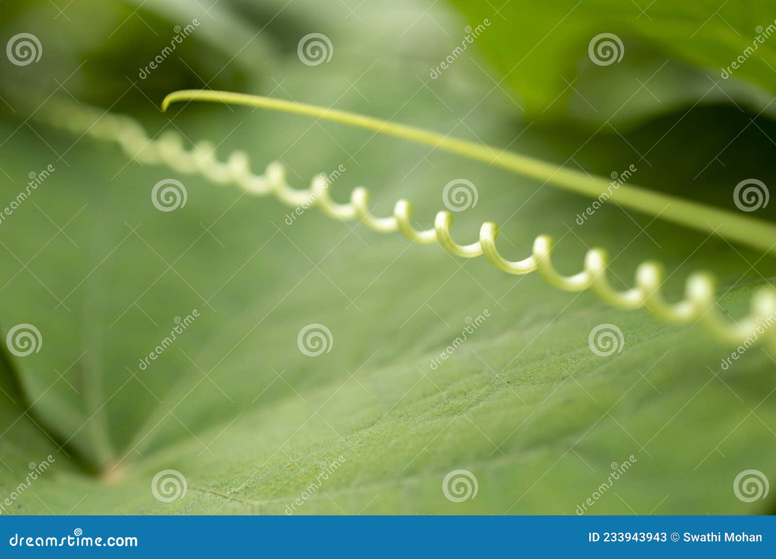 A Tendril of a Climbing Plant Stock Image - Image of close, beautiful ...