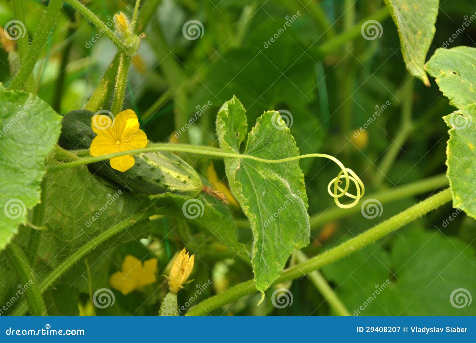 Tendril of cucumber stock image. Image of tendril, plant - 29408207