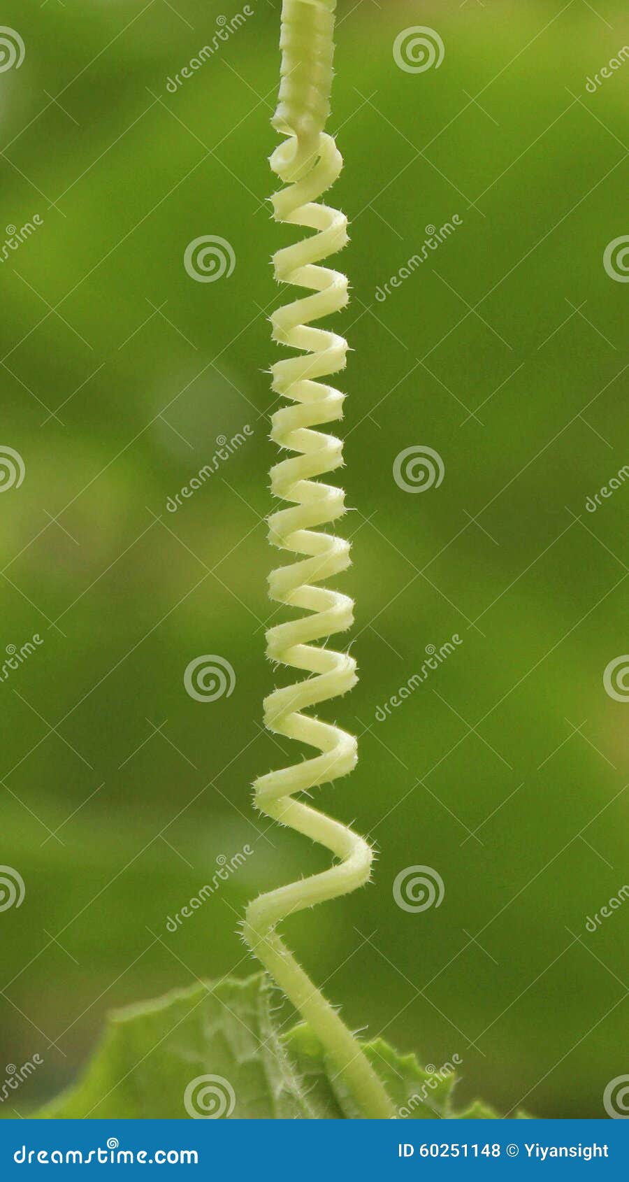 Tendril stock photo. Image of crimp, tendrils, erect - 60251148