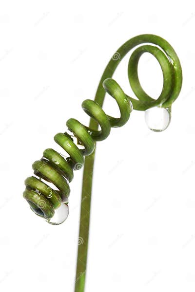 Tendril with Drop stock photo. Image of growth, stem, houseplant - 267278