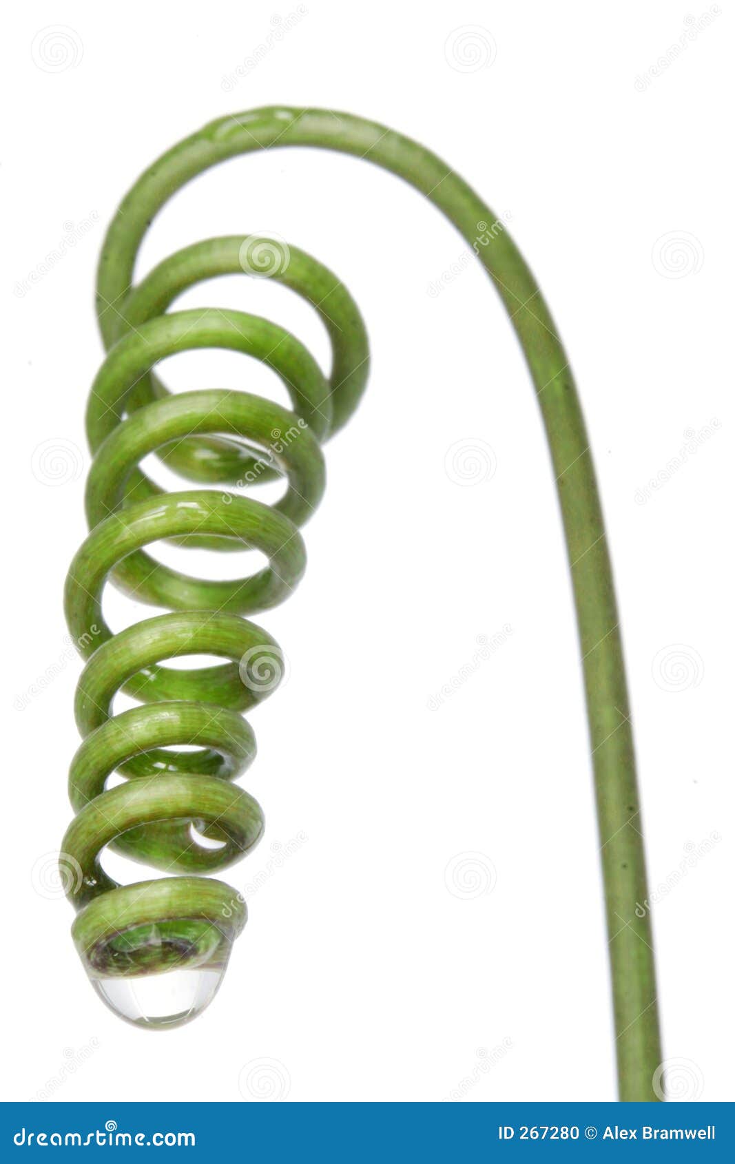 Tendril with Drop stock photo. Image of plant, cycle, liana - 267280