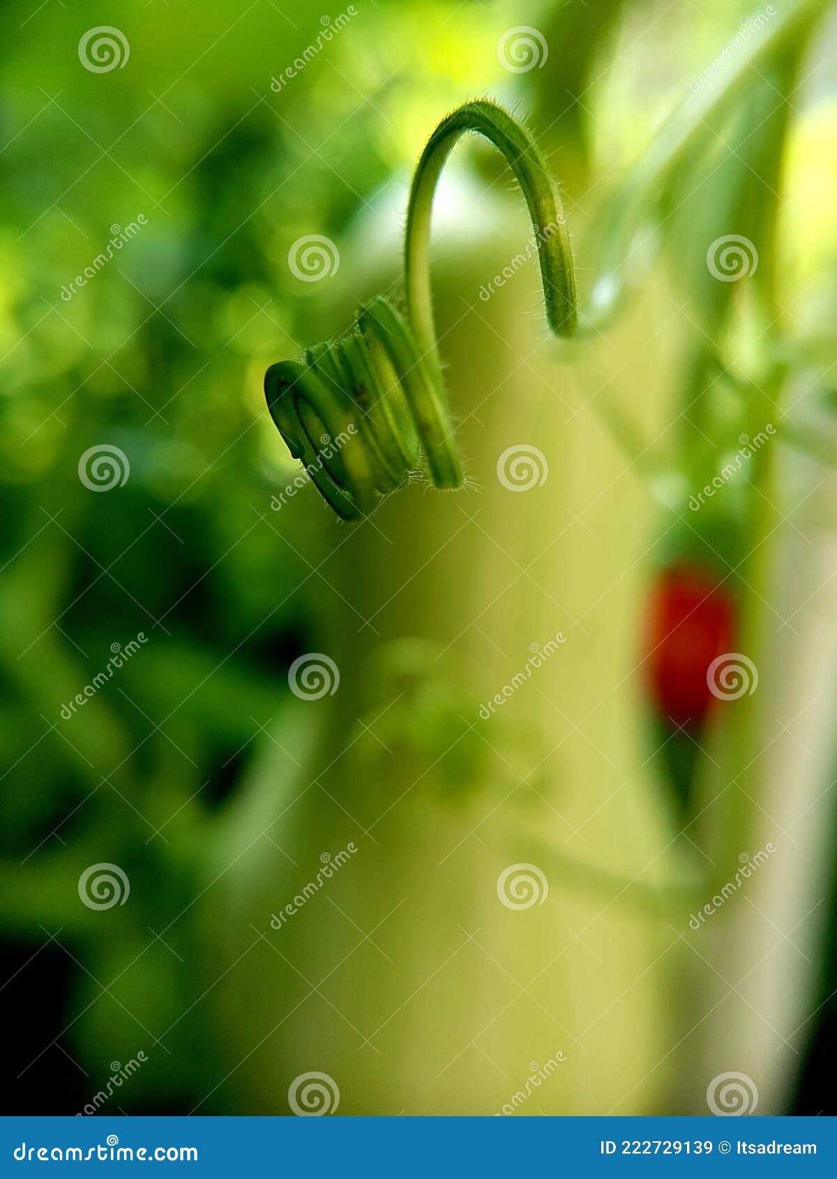 Tendril of a Butternut Squash Plant Stock Image - Image of flowers ...