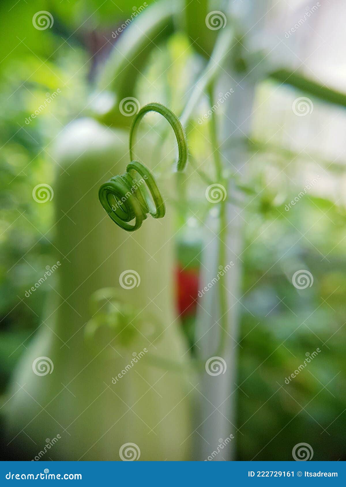 Tendril of a Butternut Squash Plant Stock Image - Image of dahlia ...