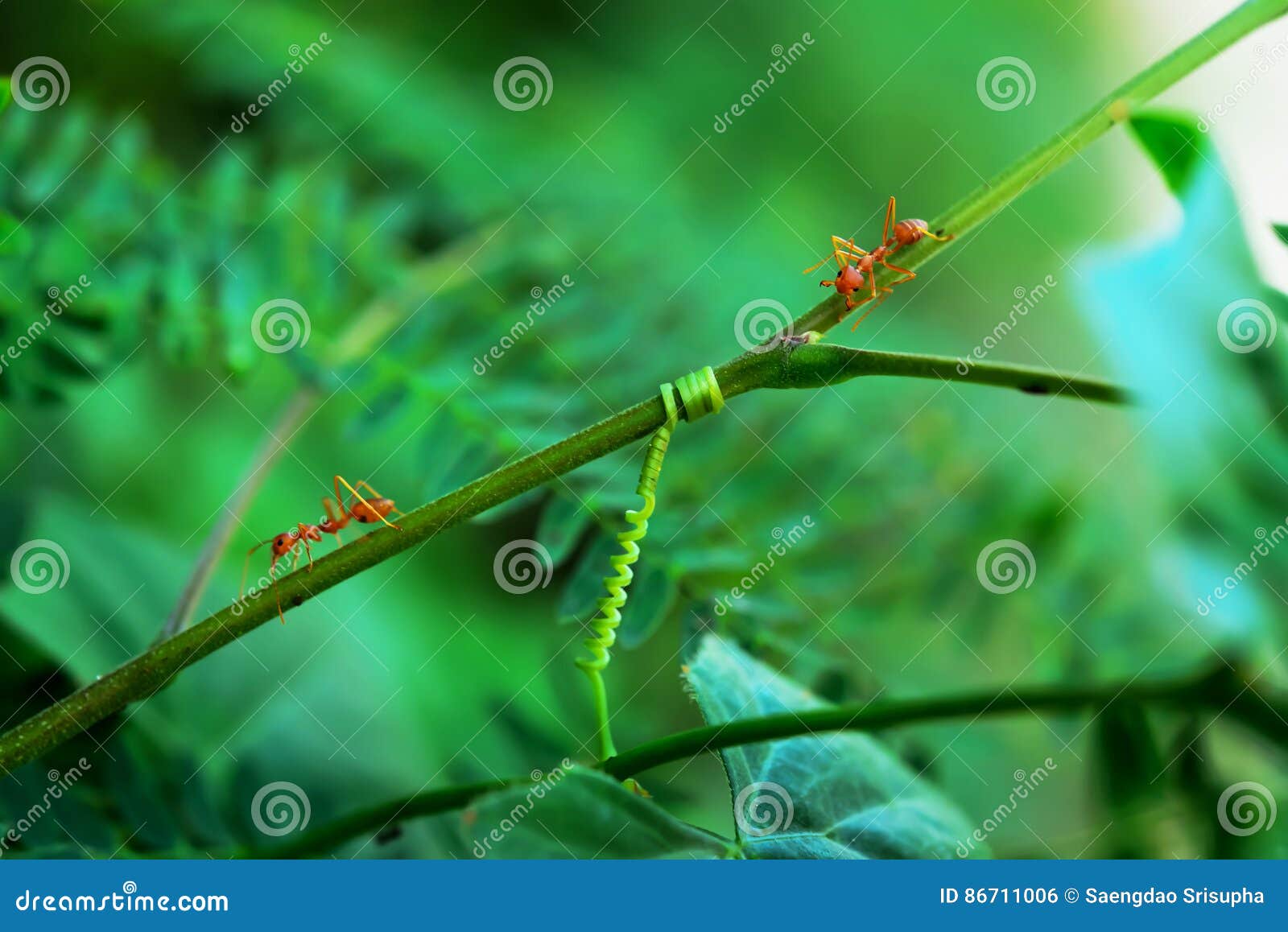 Tendril stock photo. Image of climber, copy, passiflora - 86711006